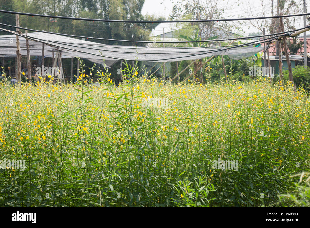 Organic sun hemp flower in farm Stock Photo - Alamy