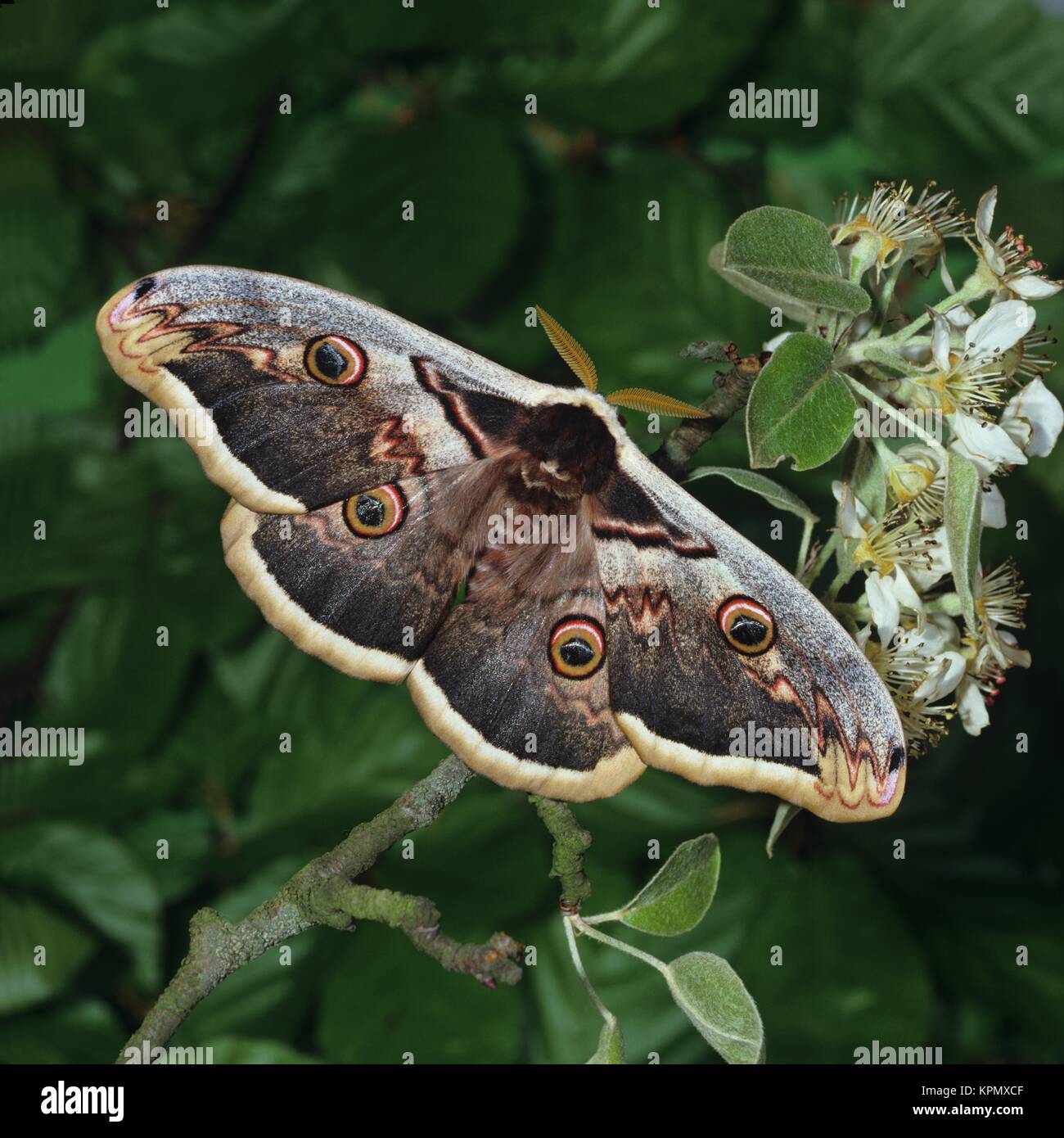 Grosses Nachtpfauenauge, Saturnia pyri, an blÃ¼hendem Birnenzweig Stock ...