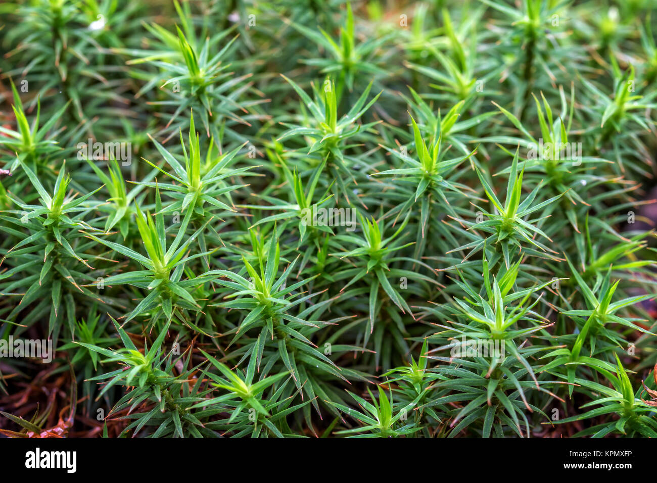 Close up of beautiful moss Stock Photo - Alamy