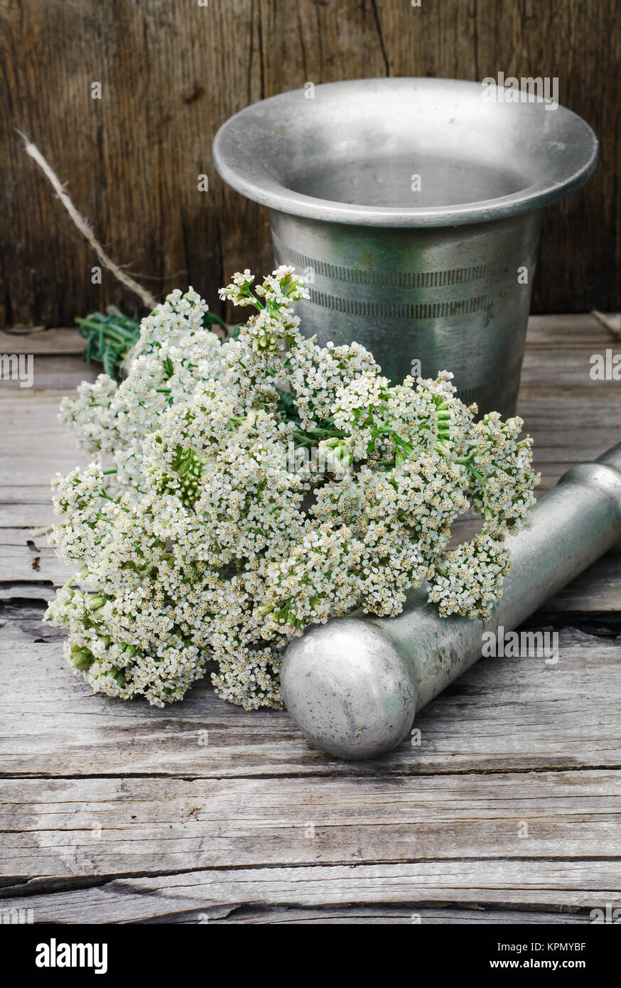 bush medicinal plant Stock Photo - Alamy