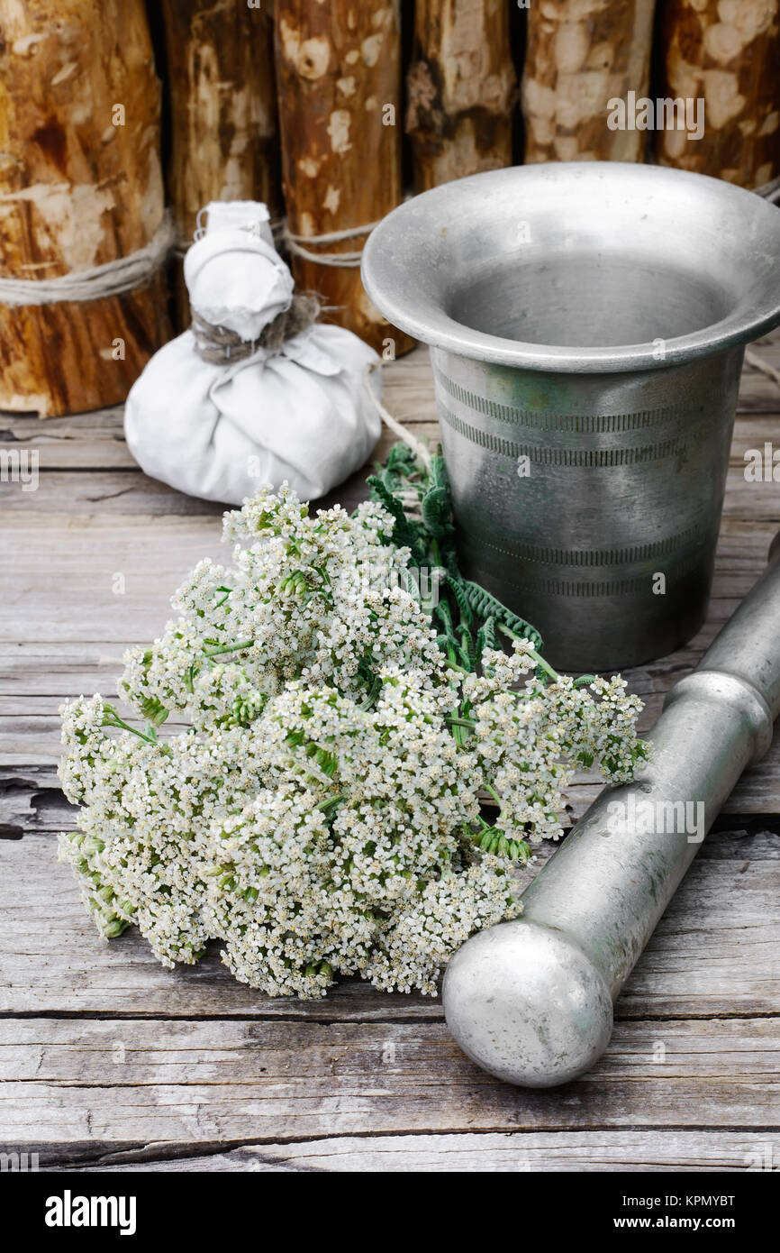 bush medicinal plant Stock Photo - Alamy