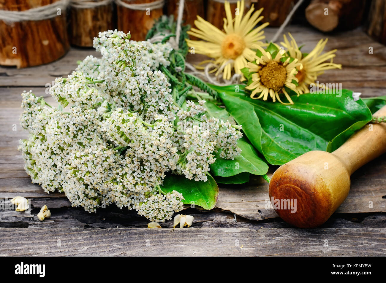 bush medicinal plant Stock Photo - Alamy
