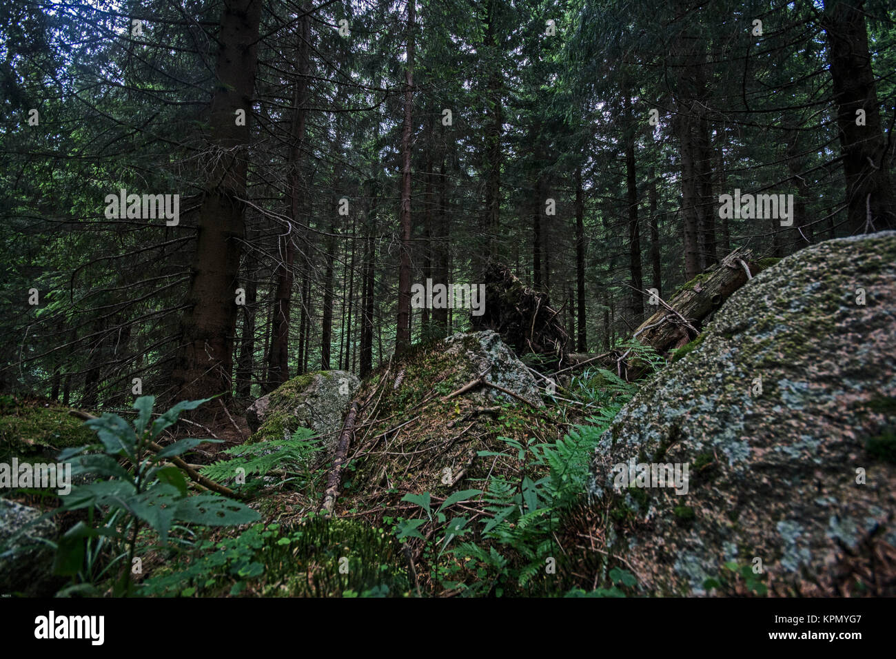 rocks in forest Stock Photo - Alamy