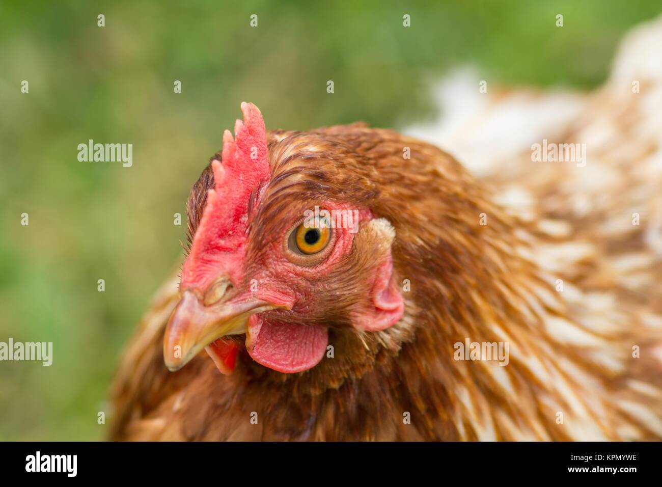 Brown chicken / Brown chicken Stock Photo - Alamy