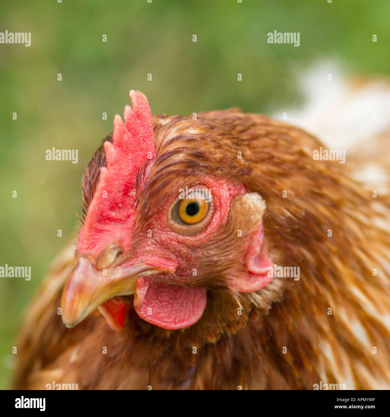 Brown chicken / Brown chicken Stock Photo - Alamy