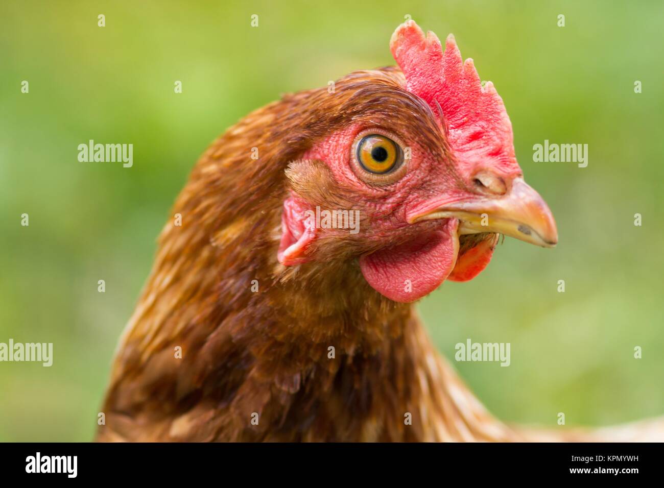 Brown chicken / Brown chicken Stock Photo - Alamy