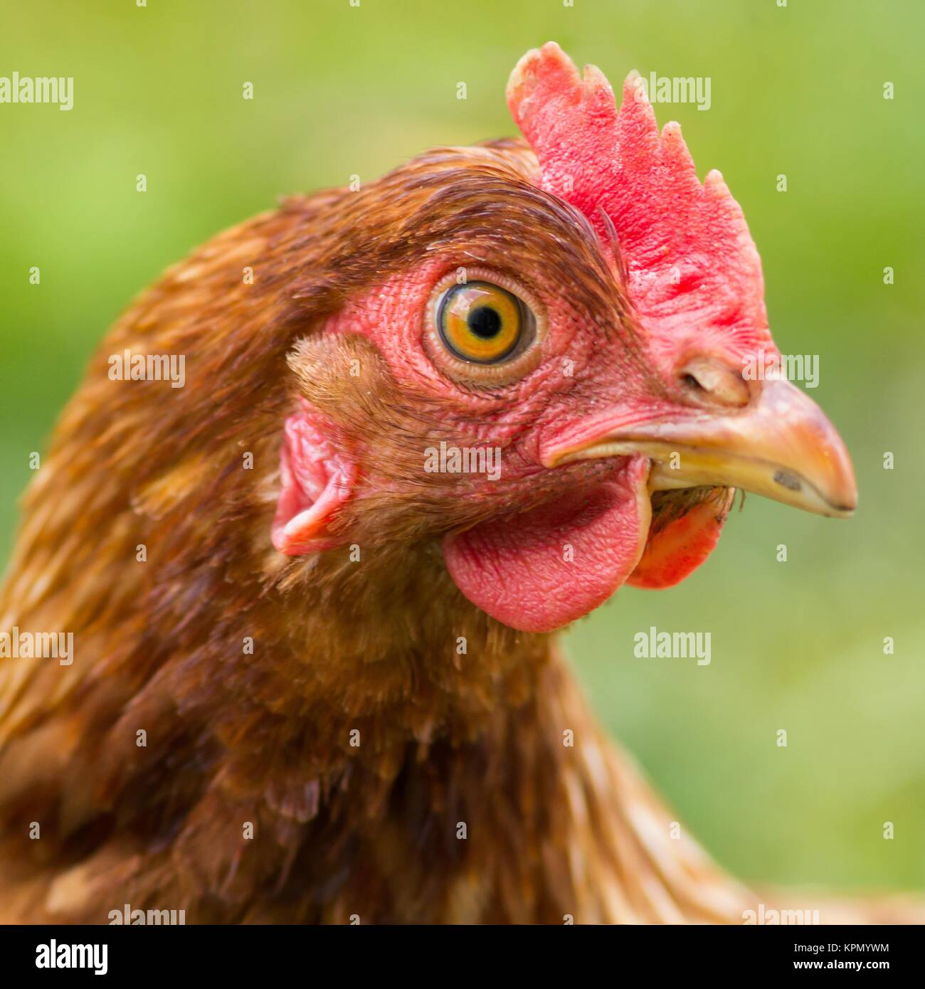 Brown chicken / Brown chicken Stock Photo - Alamy