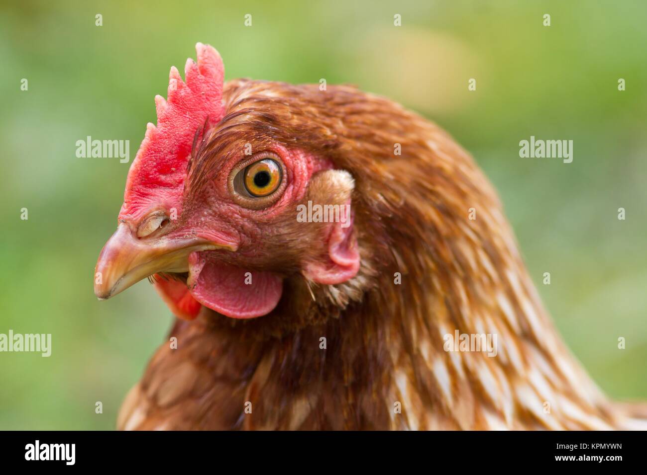 Brown chicken / Brown chicken Stock Photo - Alamy