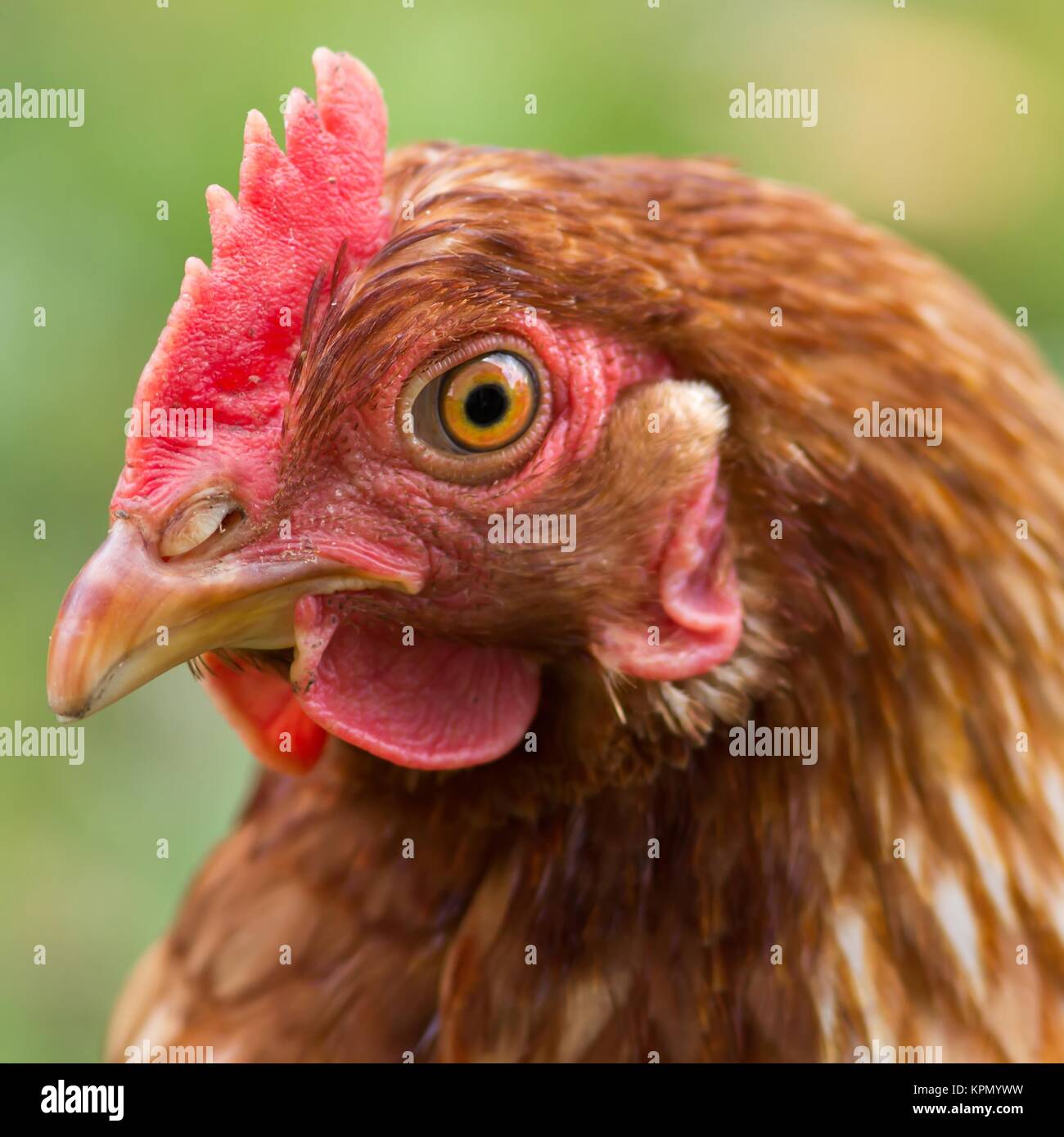 Brown chicken / Brown chicken Stock Photo - Alamy