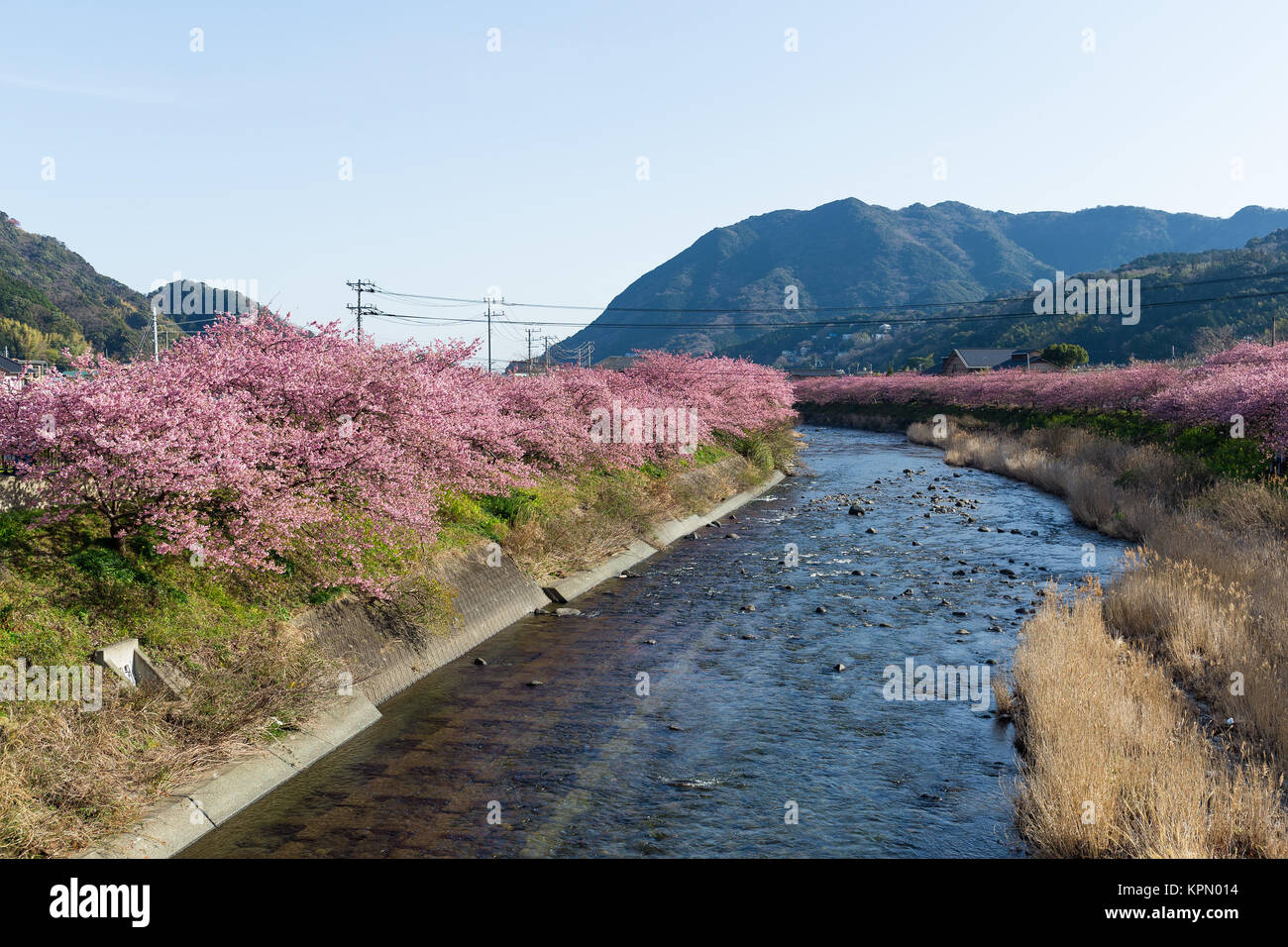 Sakura and lake Stock Photo - Alamy