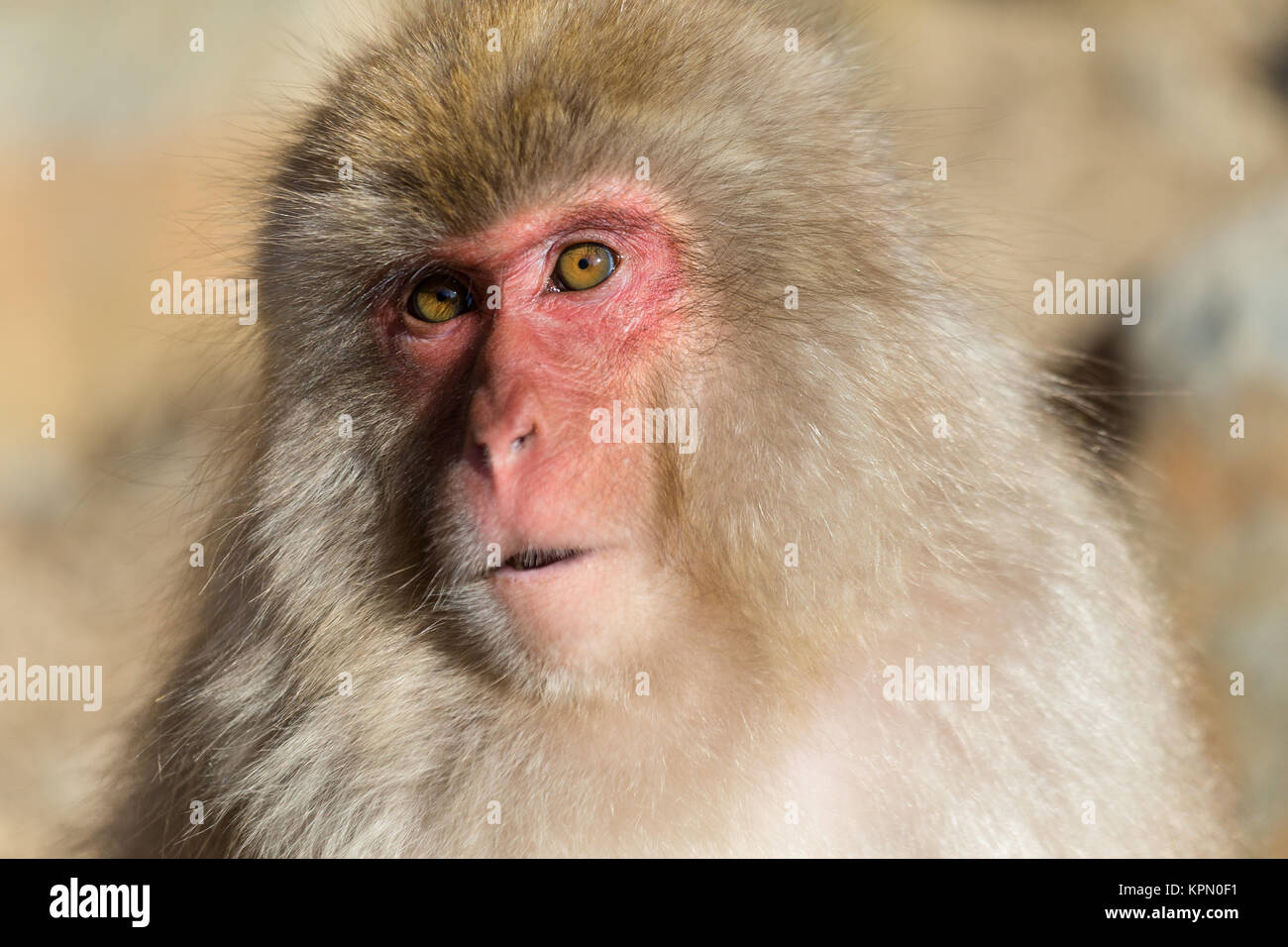Japanese Monkey close up Stock Photo - Alamy