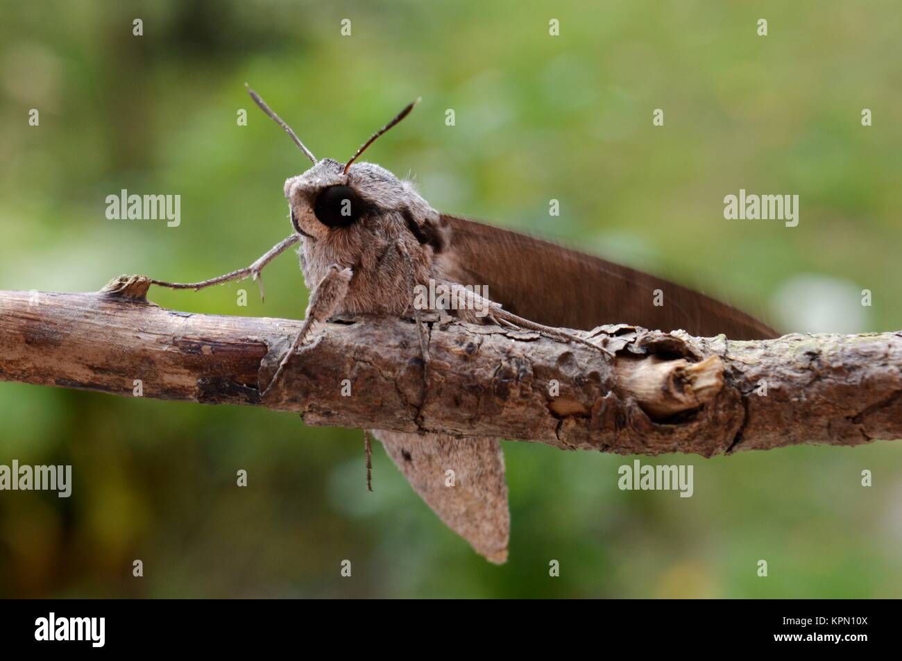 one big night butterfly Stock Photo - Alamy