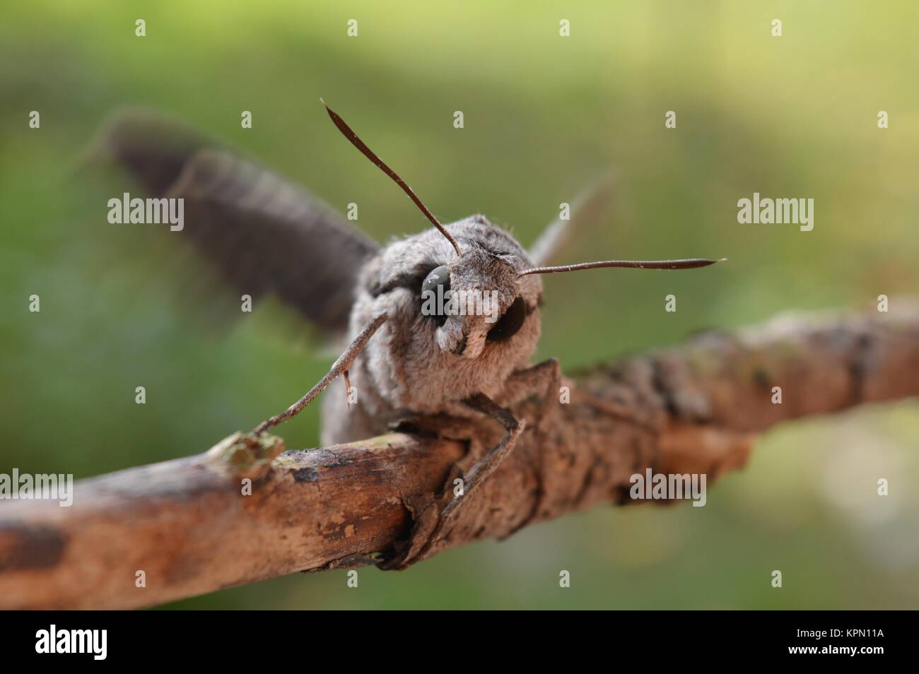 Night butterfly hi-res stock photography and images - Alamy