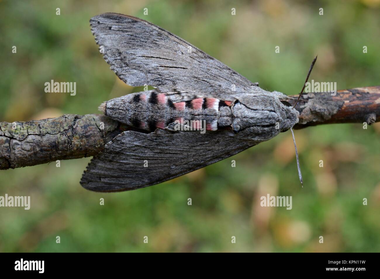 Night butterfly hi-res stock photography and images - Alamy