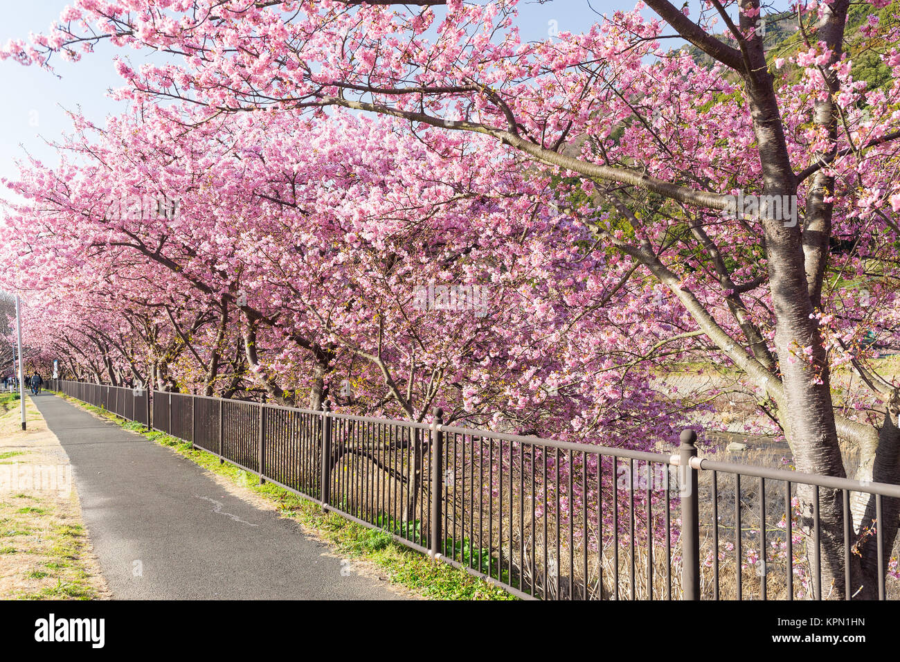 Sakura flower and walkway Stock Photo - Alamy