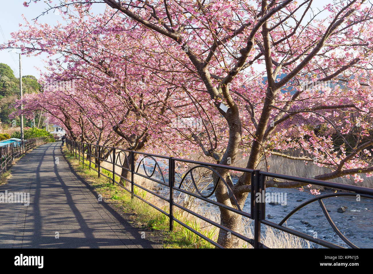 Sakura tree in kawazu Stock Photo - Alamy
