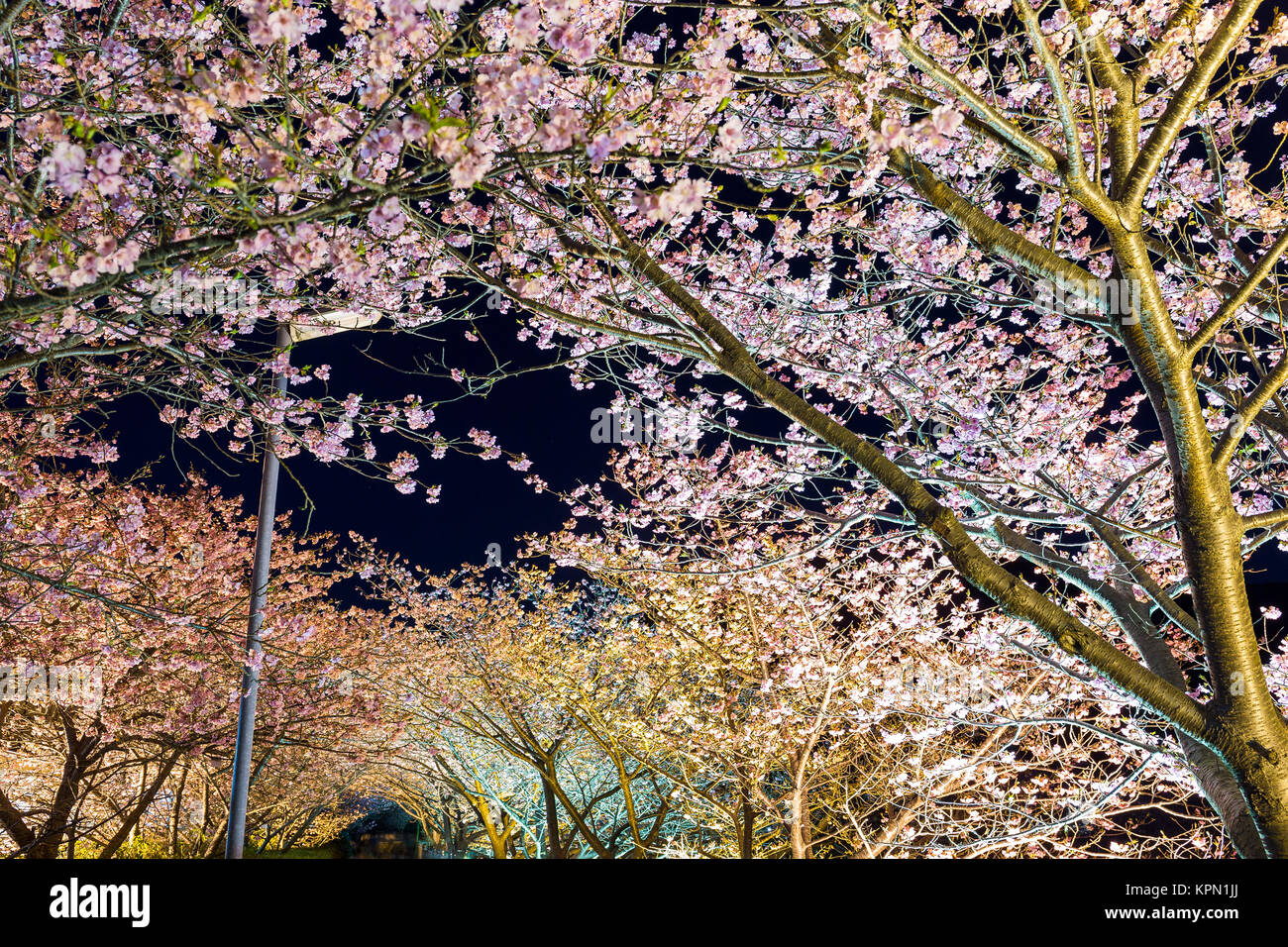 Sakura flower at night Stock Photo - Alamy