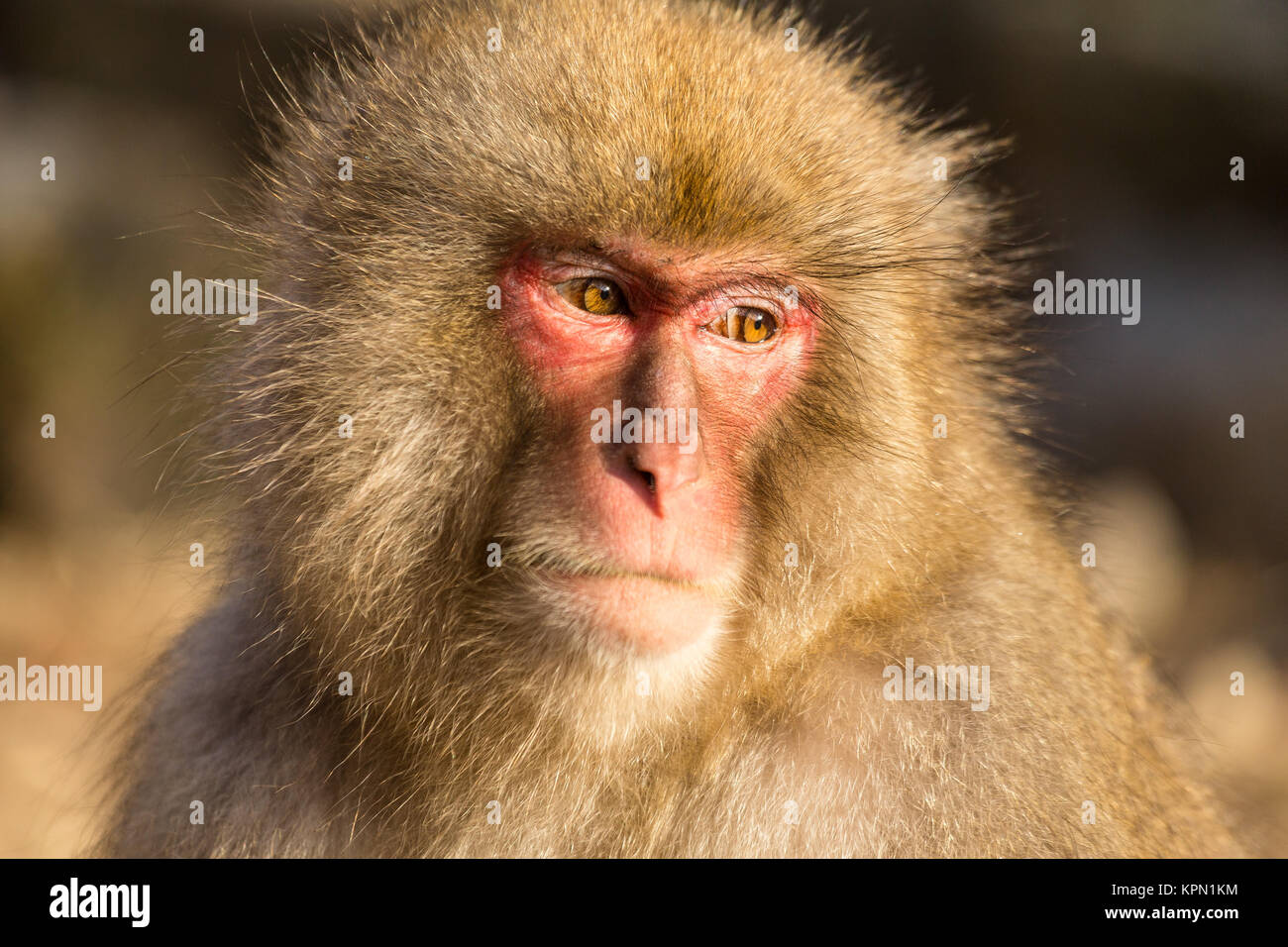 Monkey in nature Stock Photo - Alamy
