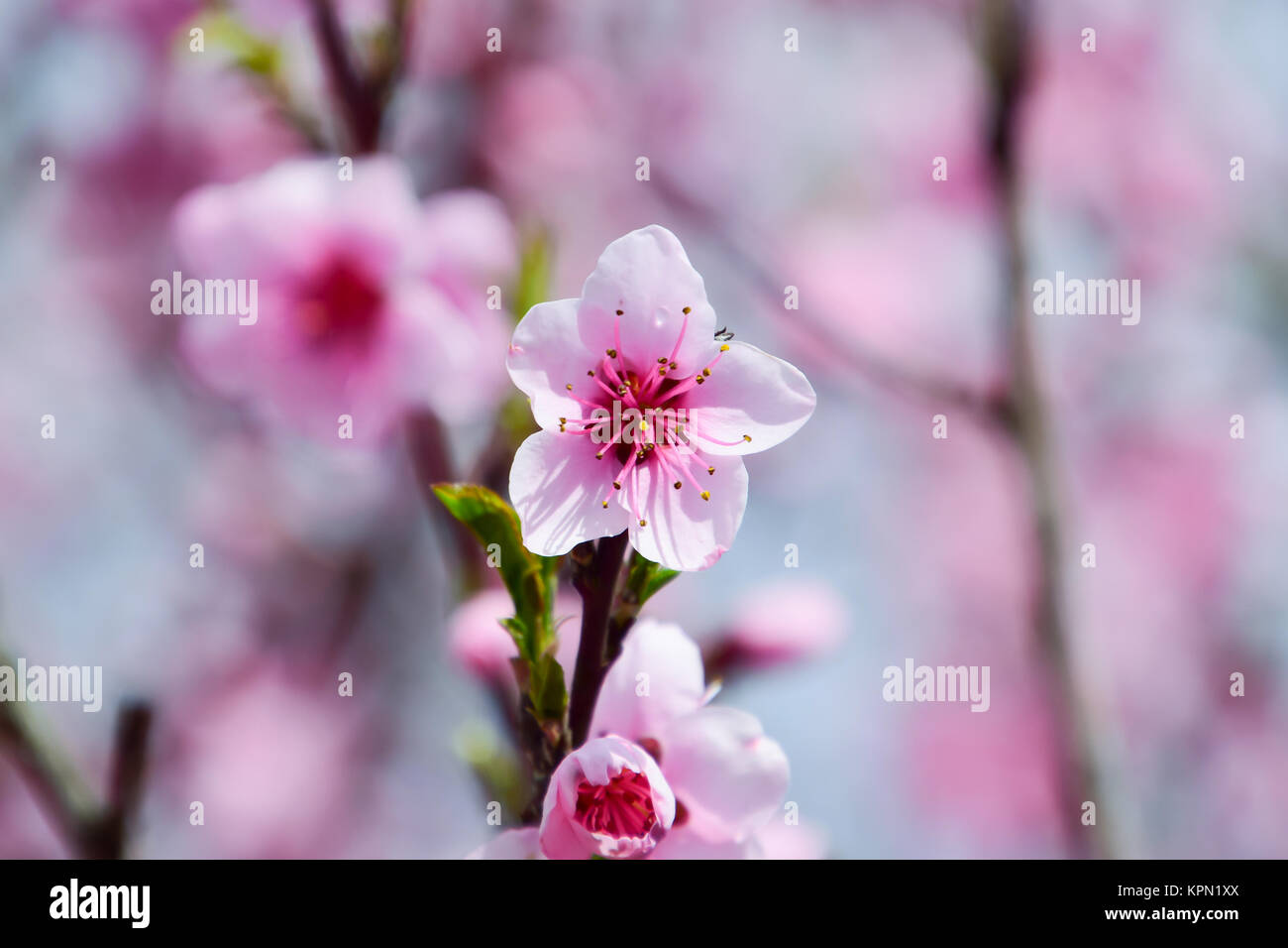 Peach orchard wallpaper hi-res stock photography and images - Alamy