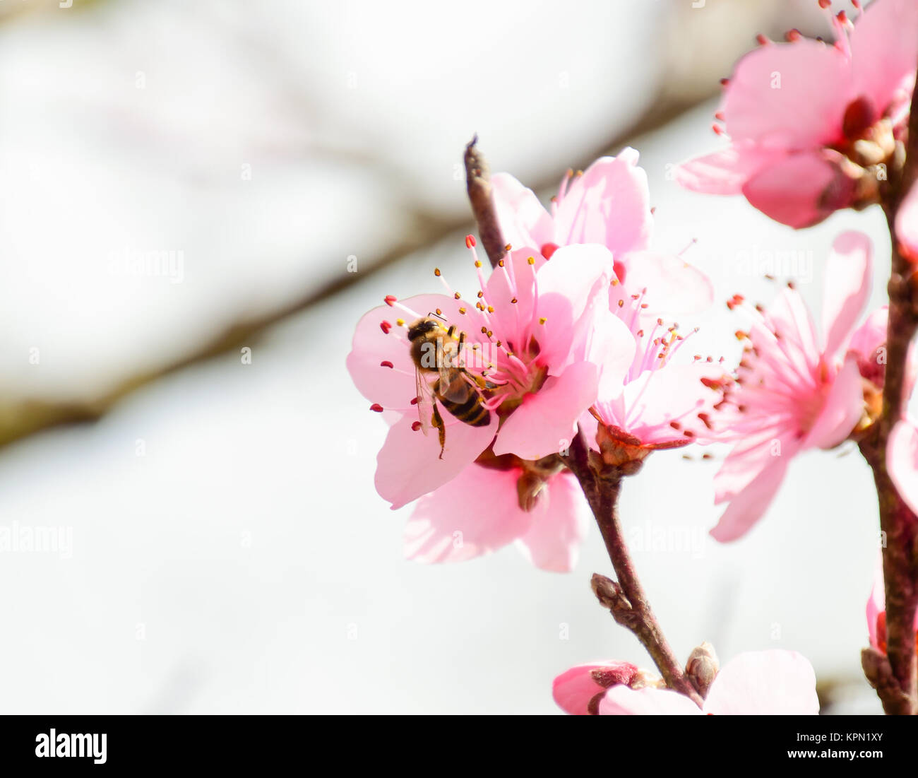 Spring flowering peach Stock Photo - Alamy