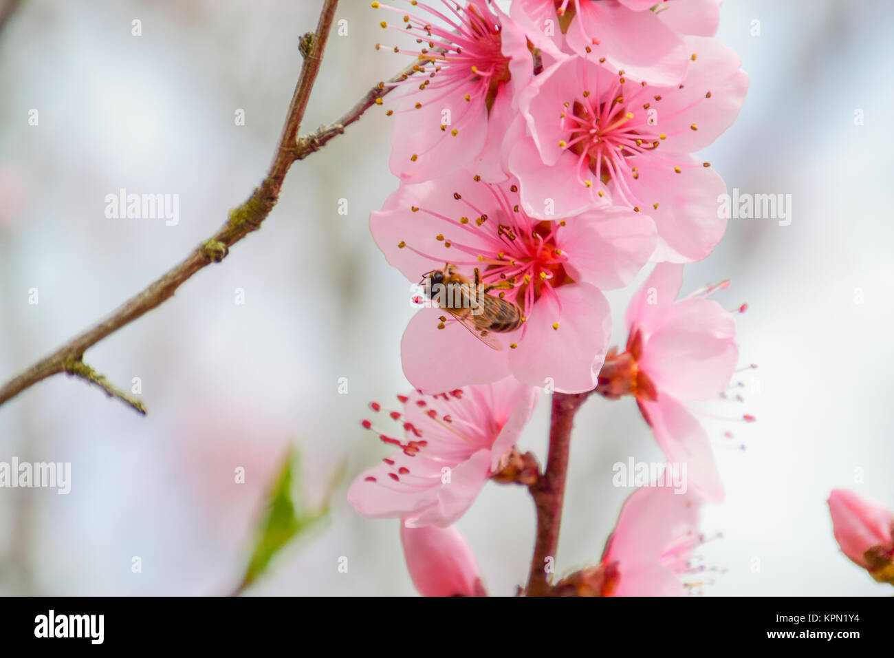 Spring flowering peach Stock Photo - Alamy