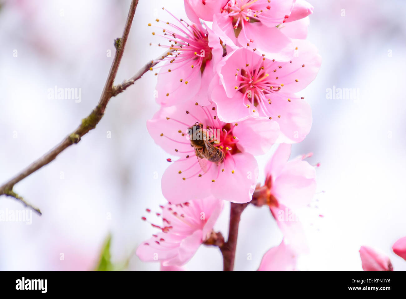 Spring flowering peach Stock Photo - Alamy