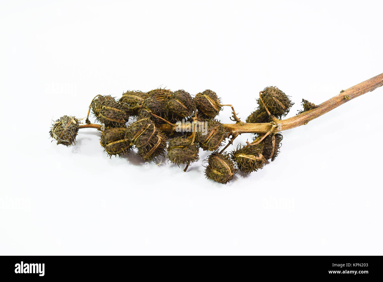 Castor seeds on a white background Stock Photo - Alamy