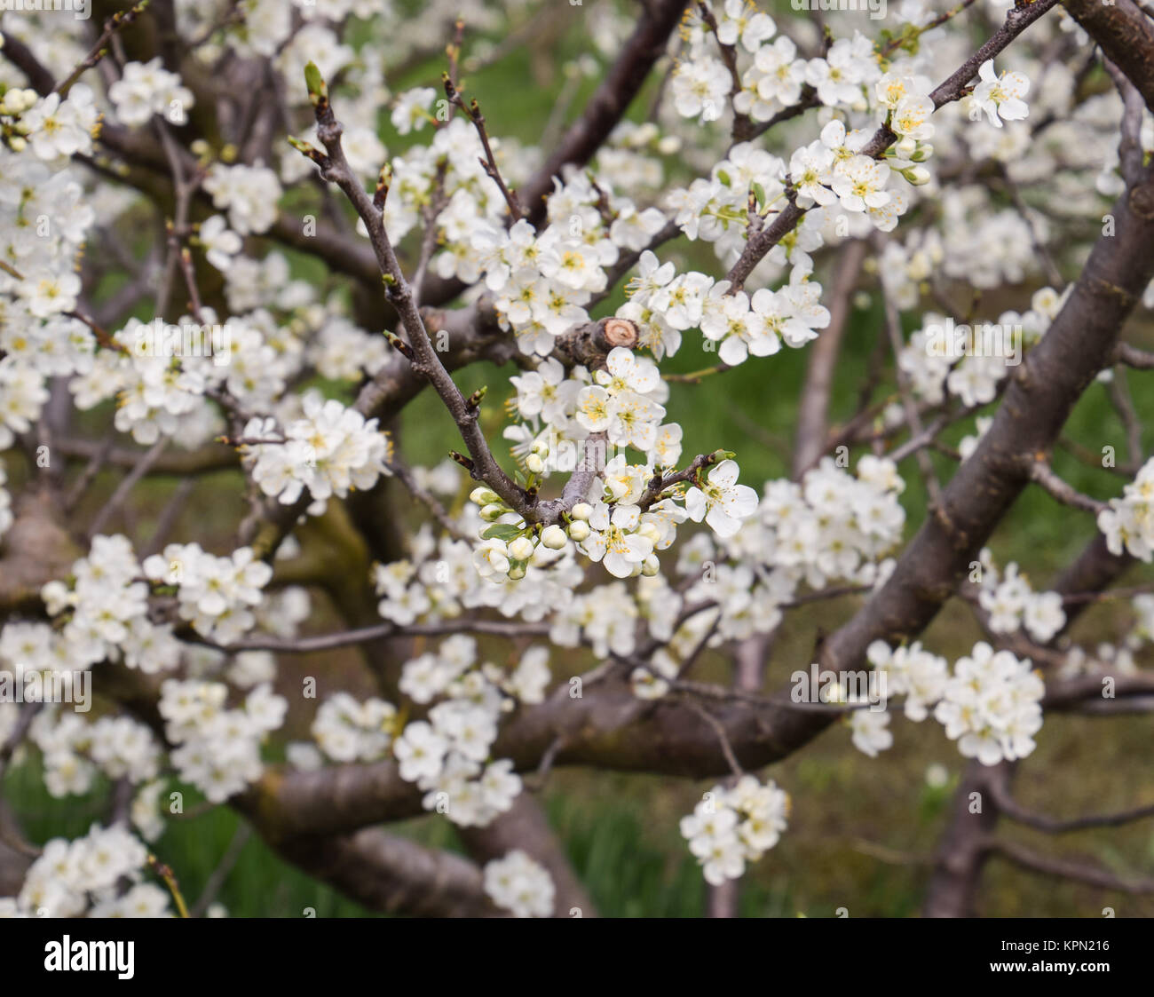 Flowering plum garden Stock Photo - Alamy