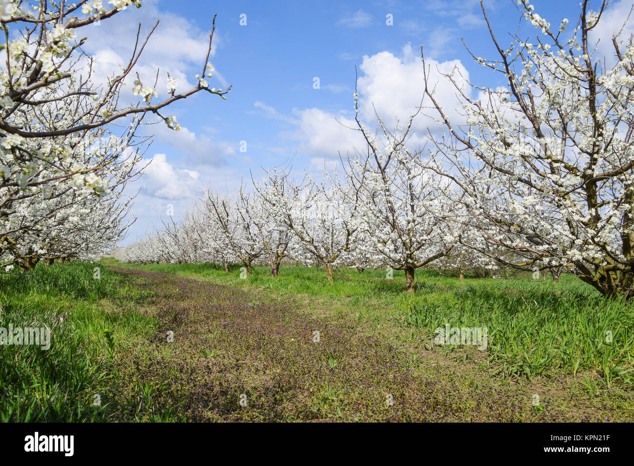 Flowering plum garden Stock Photo - Alamy