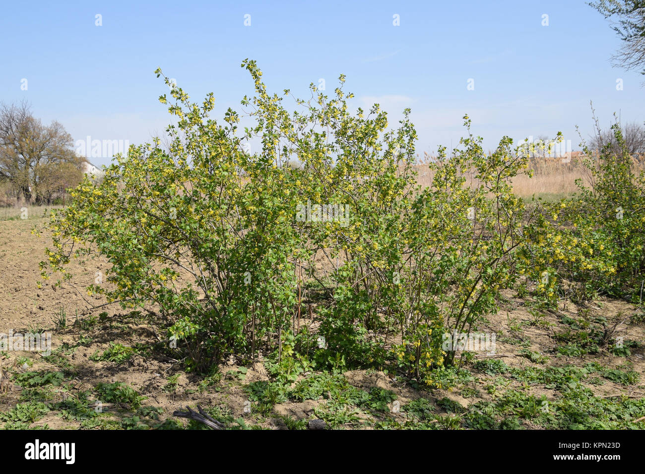 Flowering currant bush gold Stock Photo - Alamy