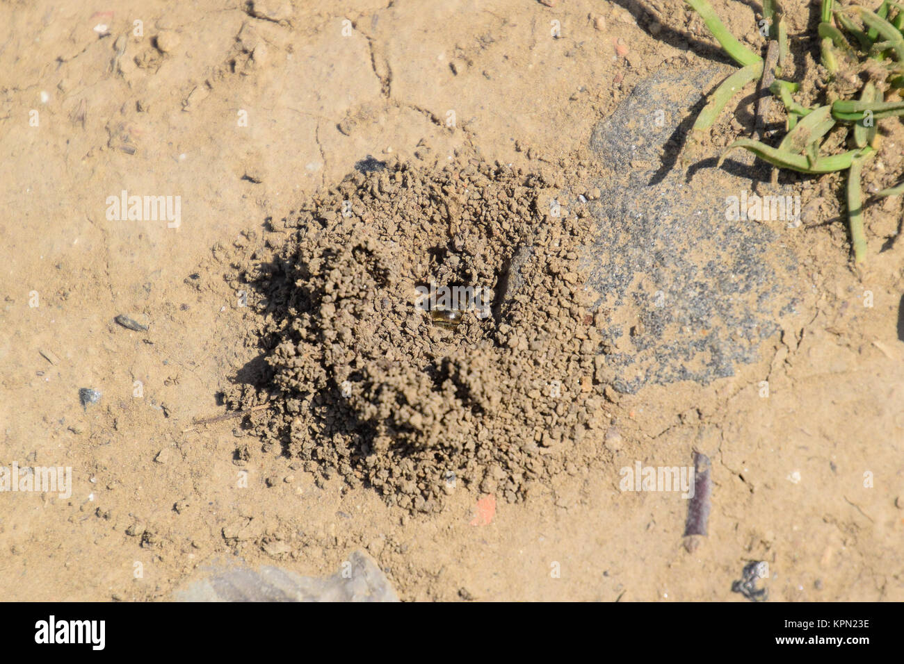 Andrena bee at the entrance to its nest Stock Photo - Alamy