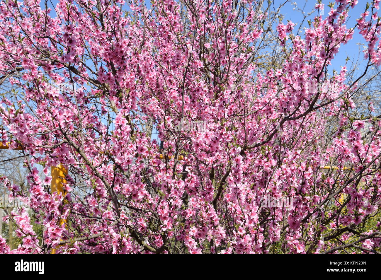 Blooming wild peach in the garden Stock Photo - Alamy