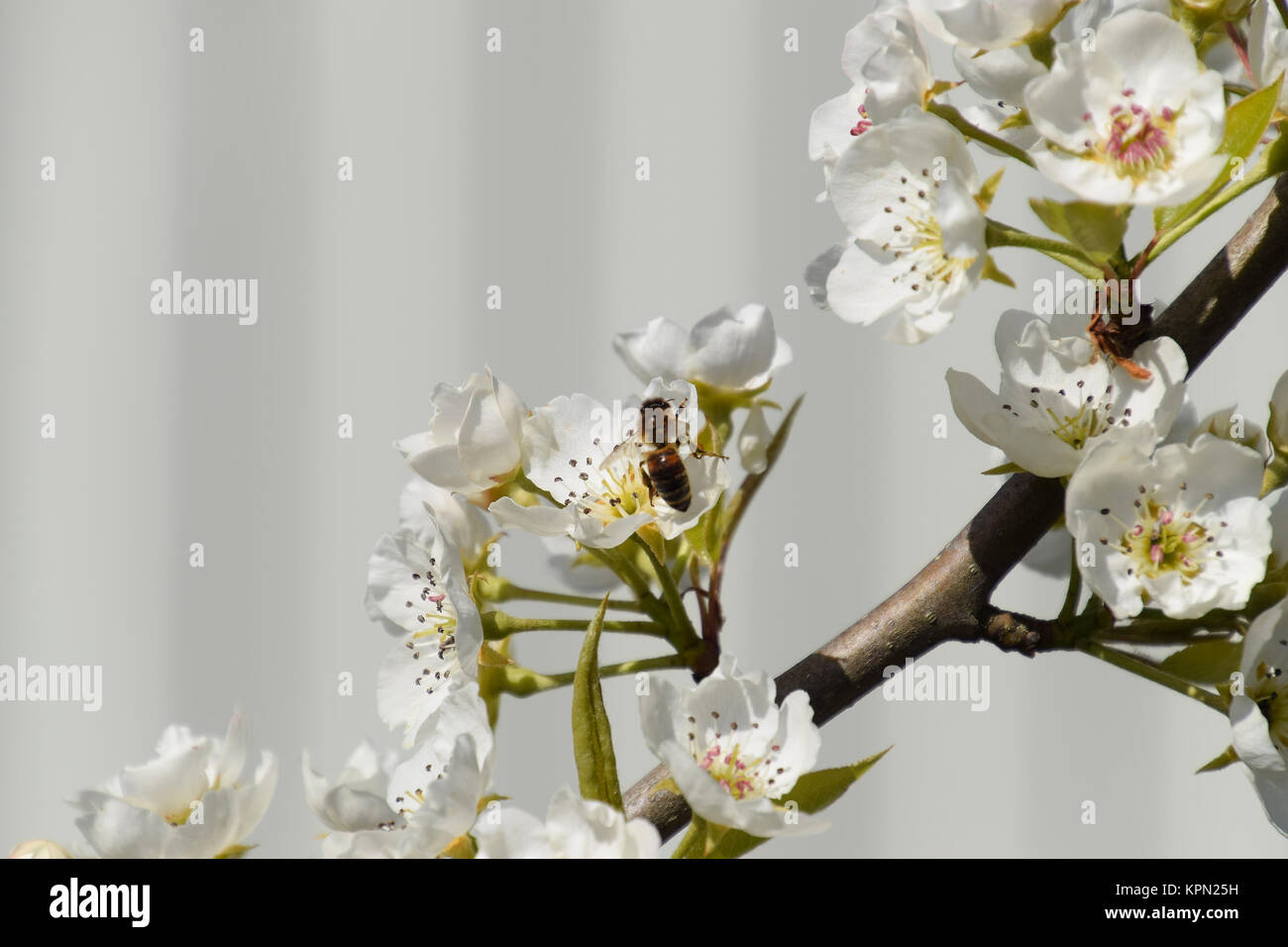 Pollination of flowers by bees pears Stock Photo - Alamy