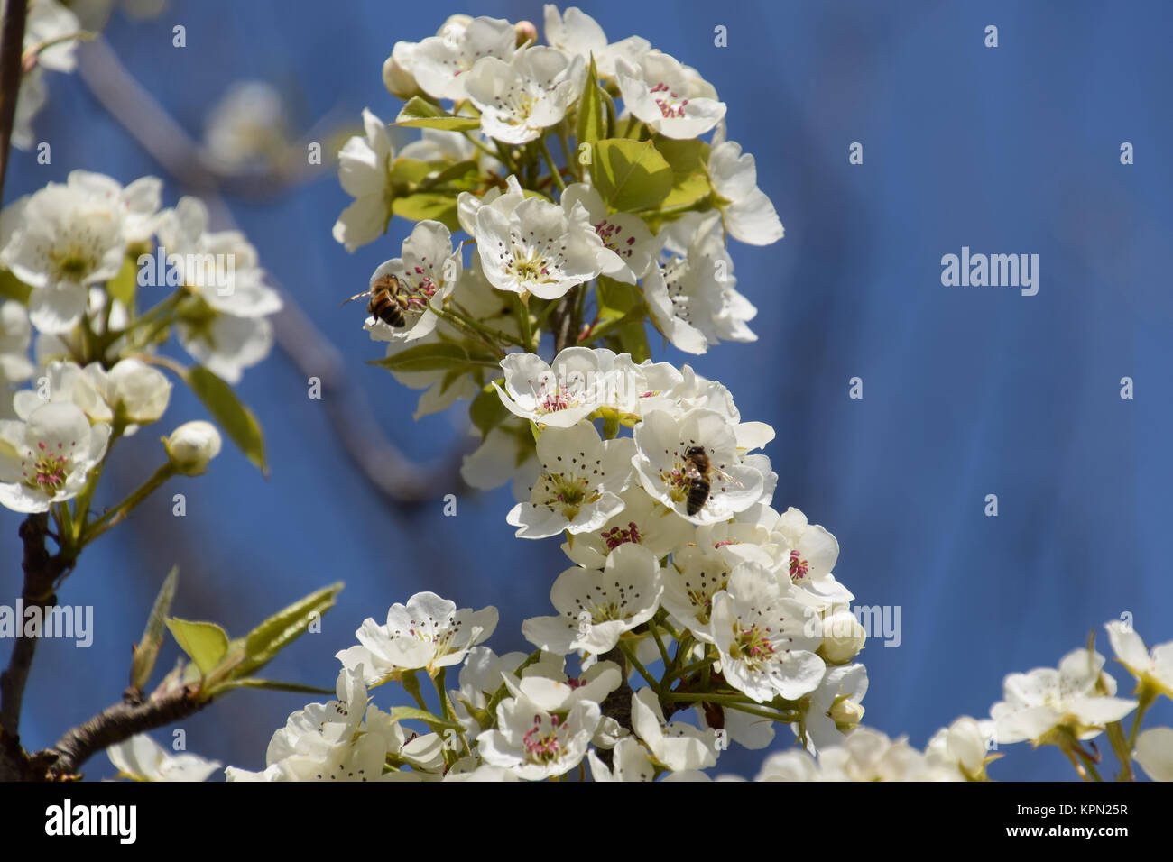 Pollination of flowers by bees pears Stock Photo - Alamy