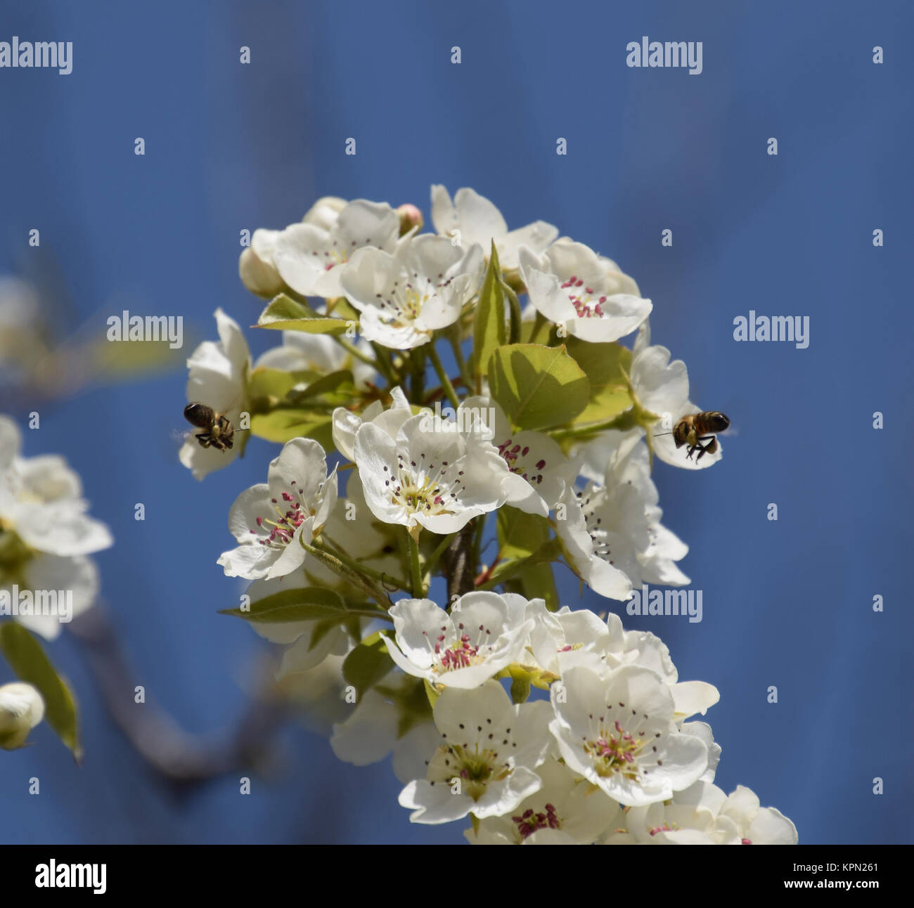 Pollination of flowers by bees pears Stock Photo - Alamy