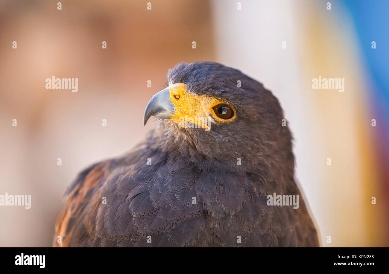 Hawk bird open beak hi-res stock photography and images - Alamy