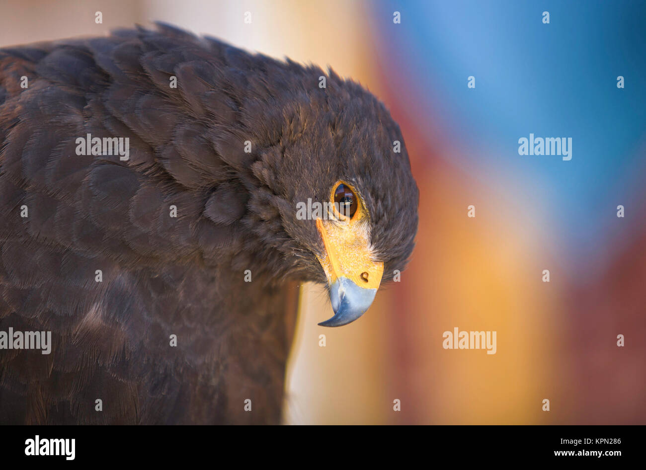 Young Harris Hawk female Stock Photo - Alamy