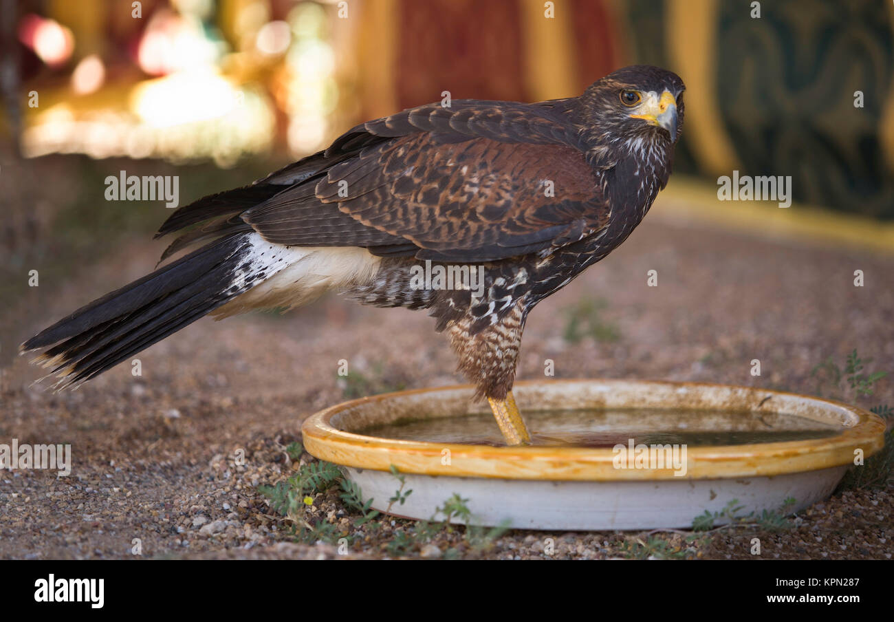 Harris Hawk on water Stock Photo - Alamy