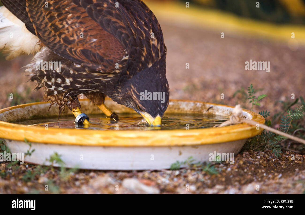 Harris Hawk drinking Stock Photo - Alamy