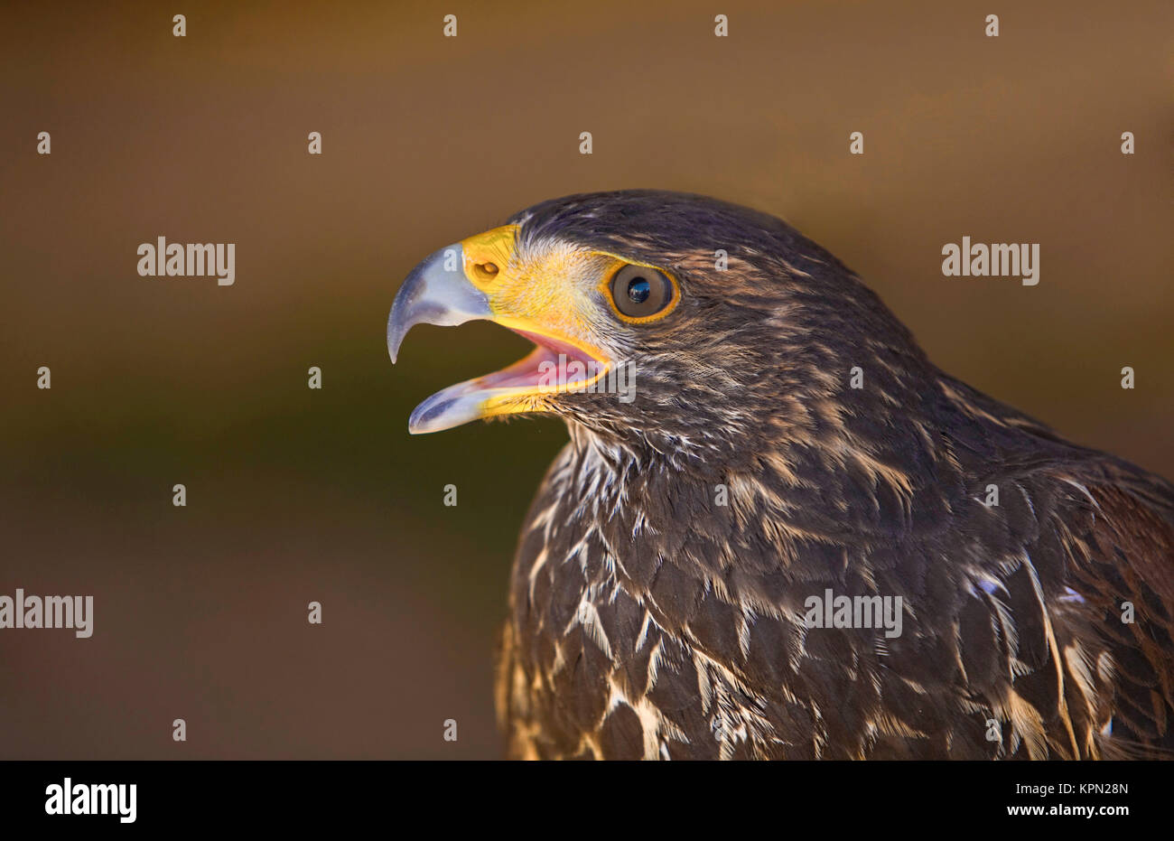 Harris hawk open beak Stock Photo - Alamy