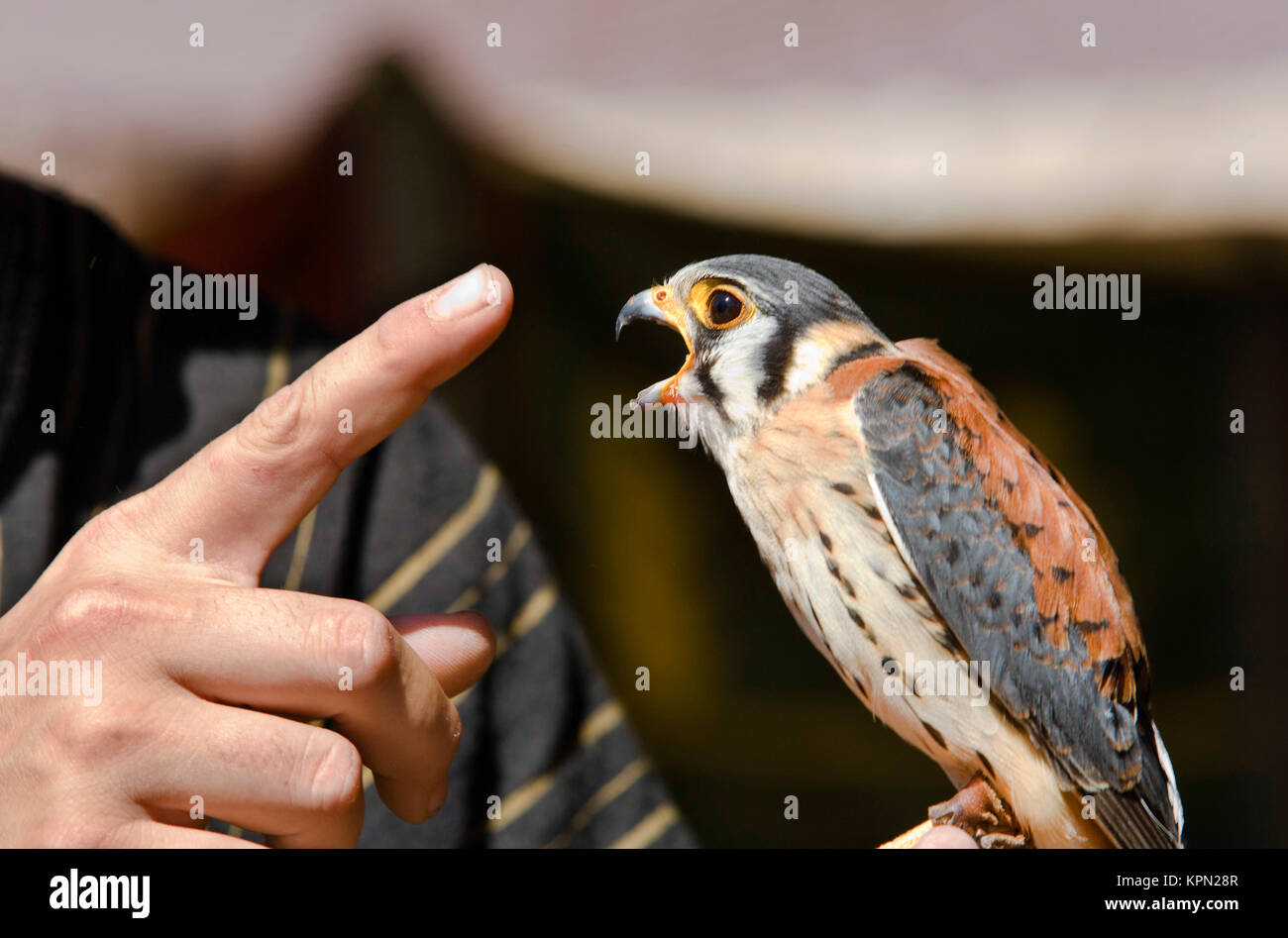 Kestrel and finger Stock Photo - Alamy