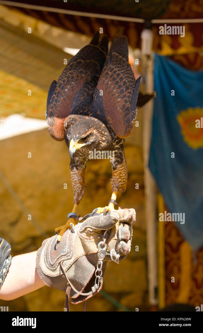 Harris hawk on hand Stock Photo - Alamy