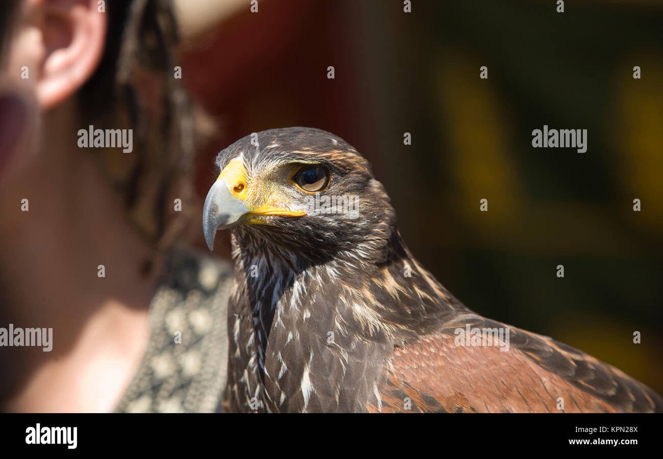 Harris hawk portrait Stock Photo - Alamy