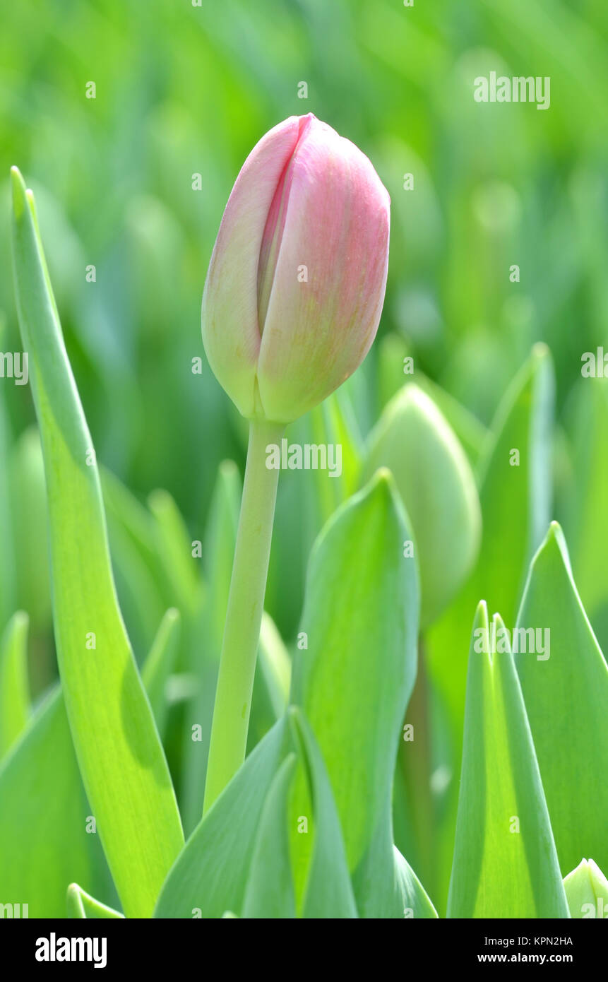 Tulips in spring Stock Photo - Alamy