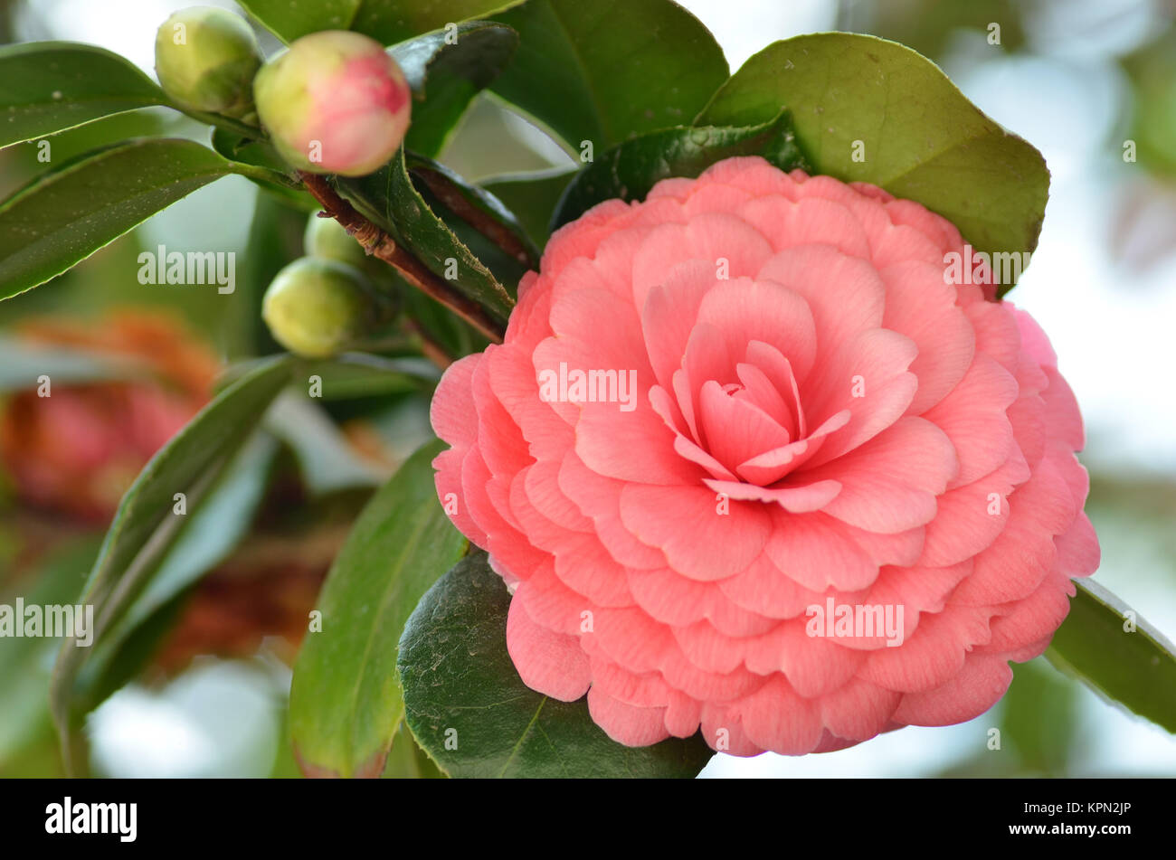 Bright pink Japanese camellia flower in bloom Stock Photo - Alamy