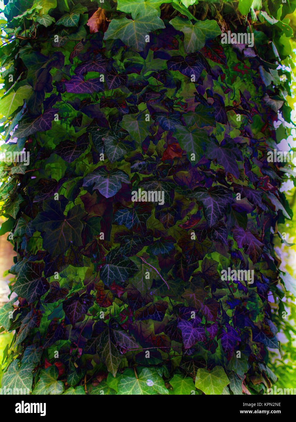 Ivy plant, psychedelic colors Stock Photo - Alamy