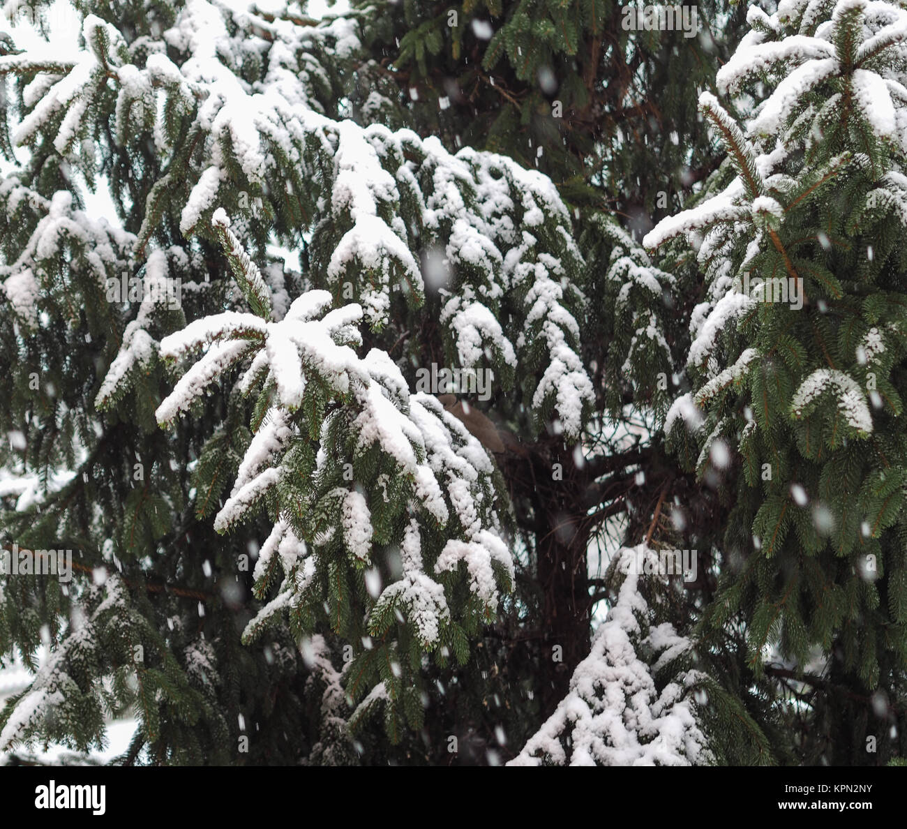 Winter scene with snow Stock Photo - Alamy