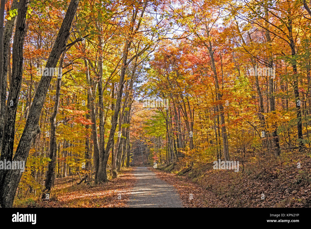 Shaded Path in the Forest in Autumn Stock Photo - Alamy