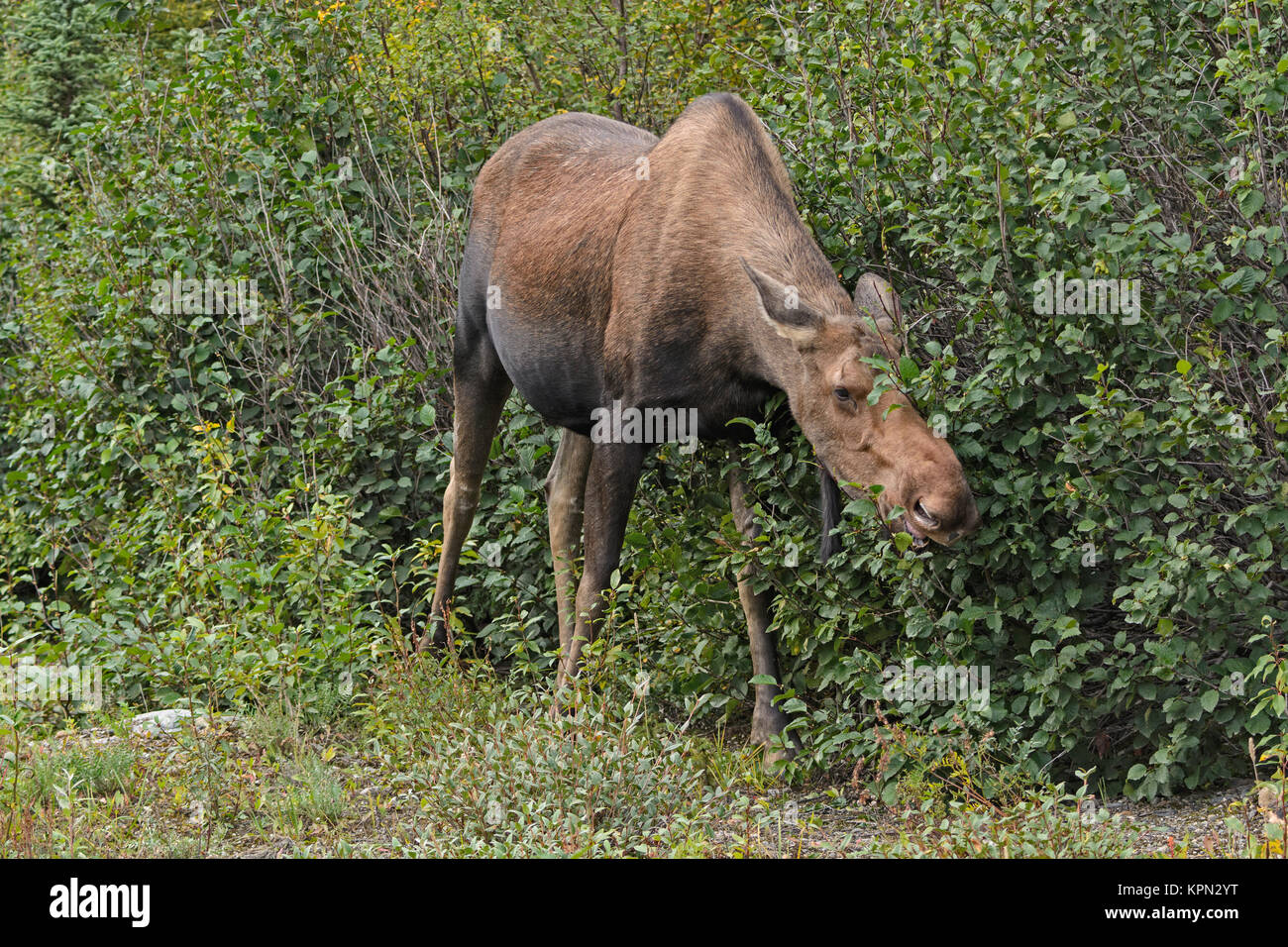 Moose Feeding in the Willows Stock Photo - Alamy