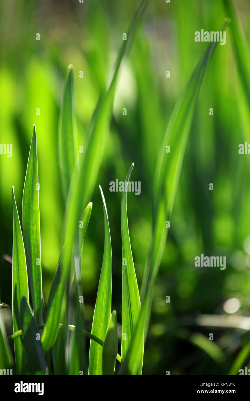 blades of grass in backlight on a meadow Stock Photo - Alamy